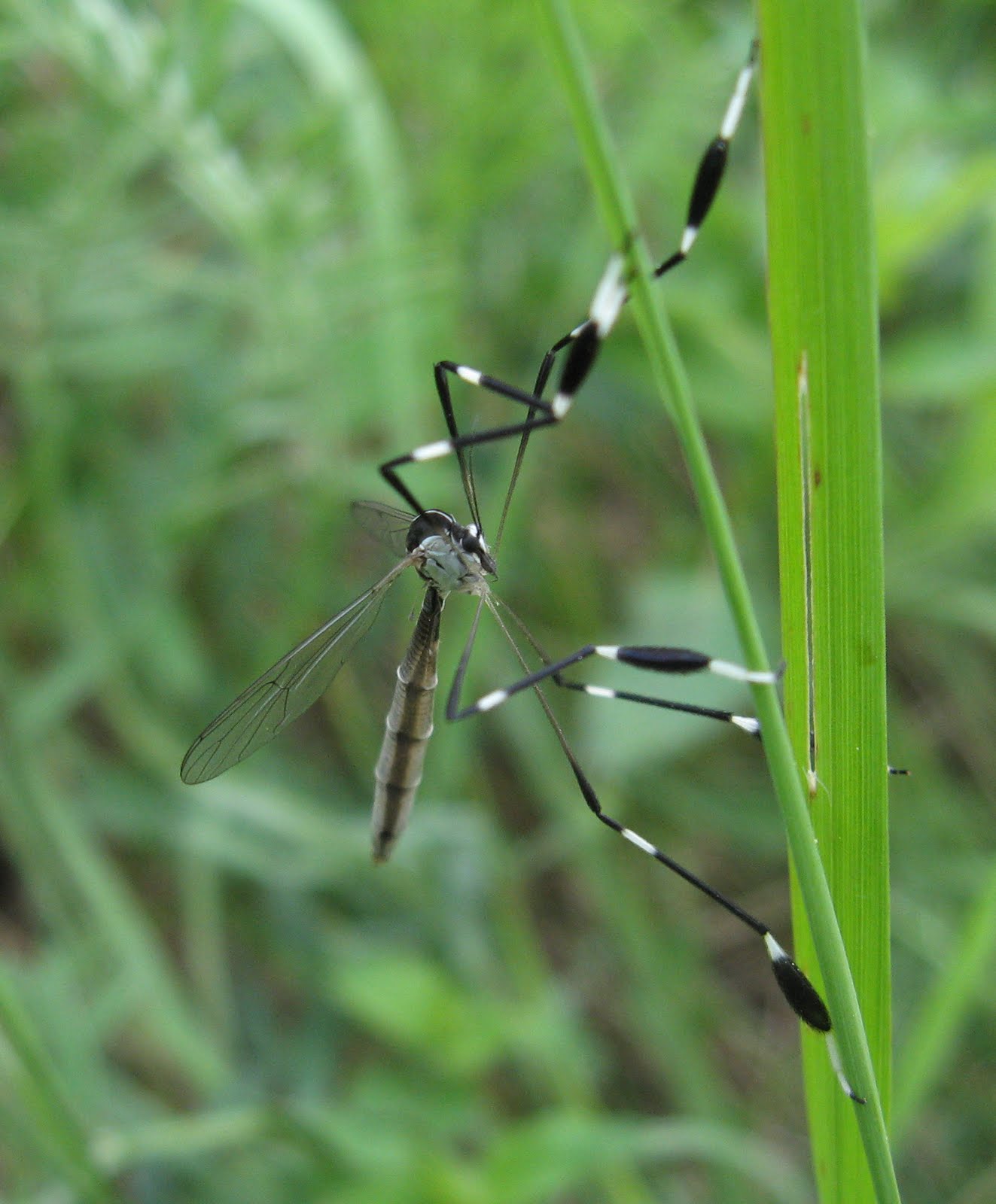 Tangled Web: Phantom Crane Fly ( Bittacomorpha clavipes)