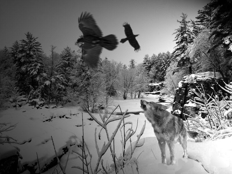 White Wolf : Wolves and Ravens; A Fascinating Relationship (Photos)