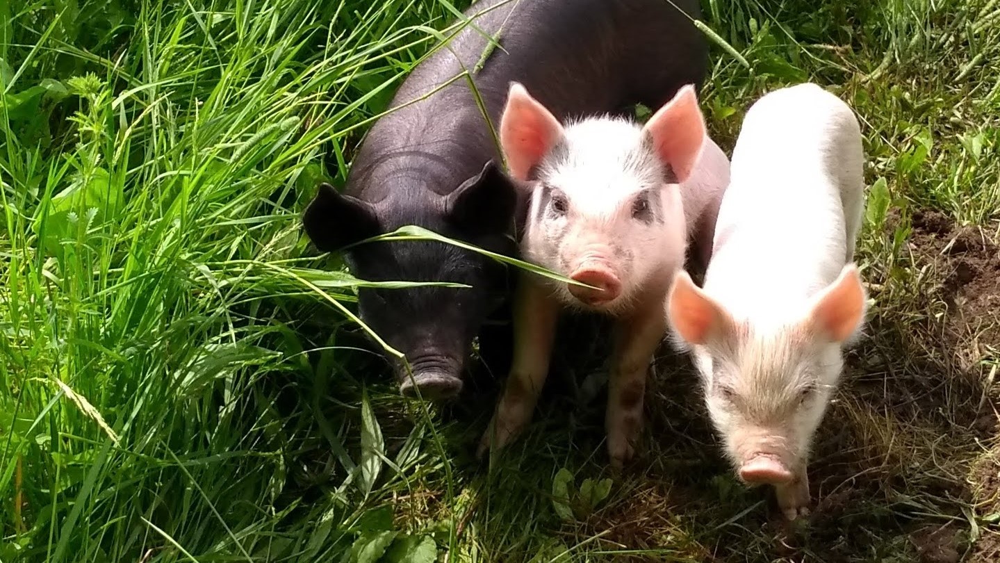 The Cheerful Agrarian