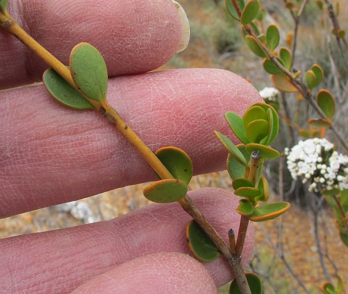 Esperance Wildflowers: Logania buxifolia – Loganiaceae