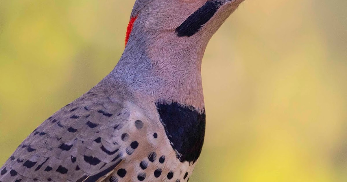 Ohio Birds and Biodiversity: Northern Flicker