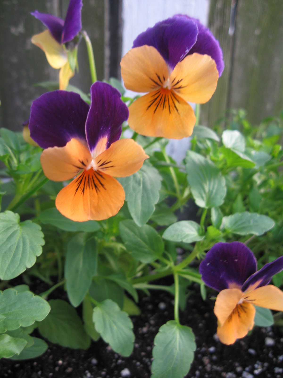 WashingtonGardener: Garden Bloggers' Bloom Day: Viola Verve