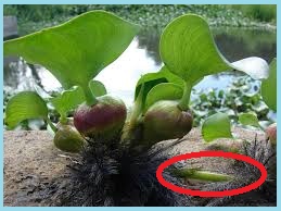 Rusty's Bio-zone: REPRODUCTION IN ORGANISMS