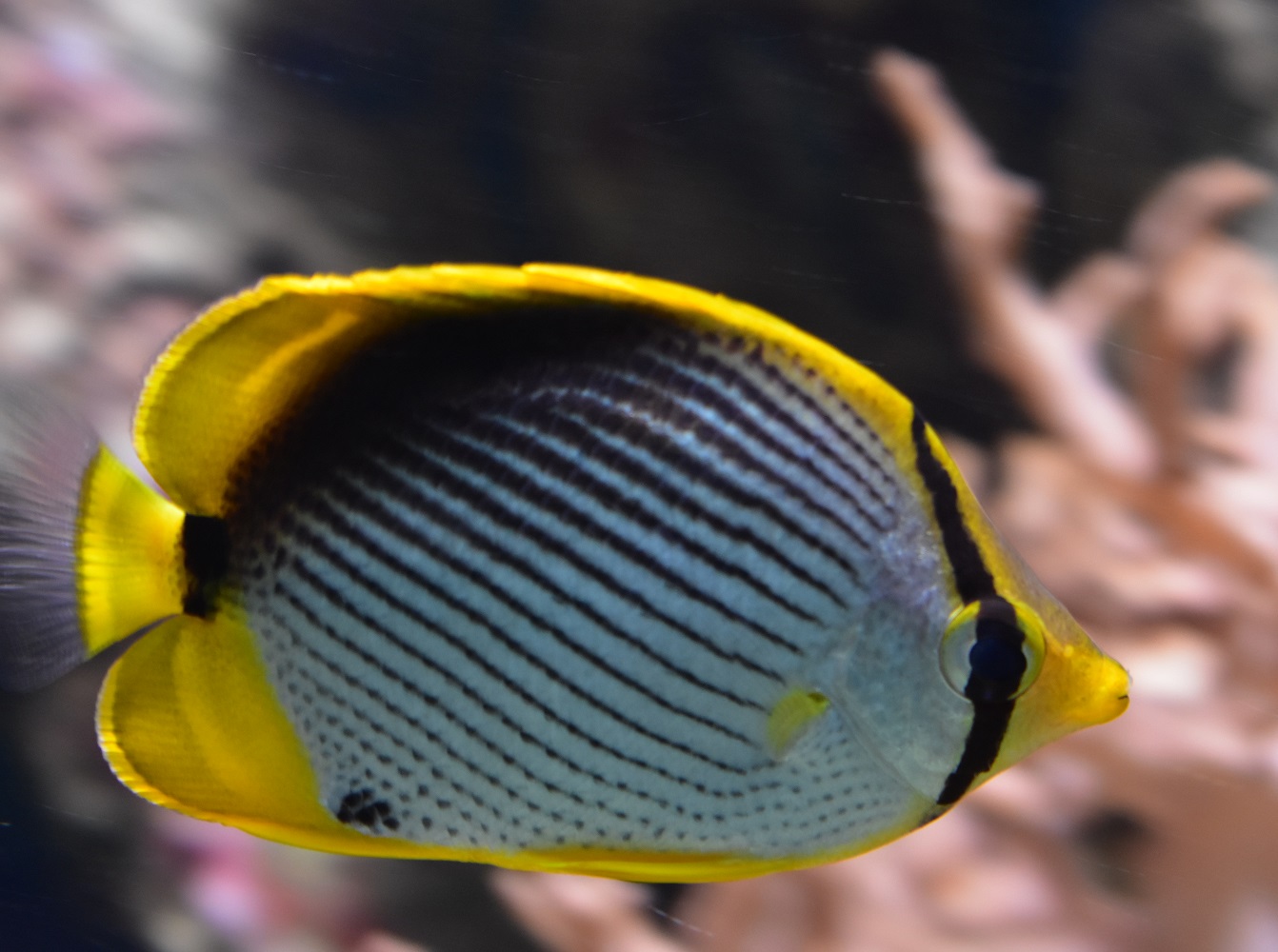 ZOOTOGRAFIANDO (6.057 ANIMALS): PEZ MARIPOSA DE MANCHAS NEGRAS ...