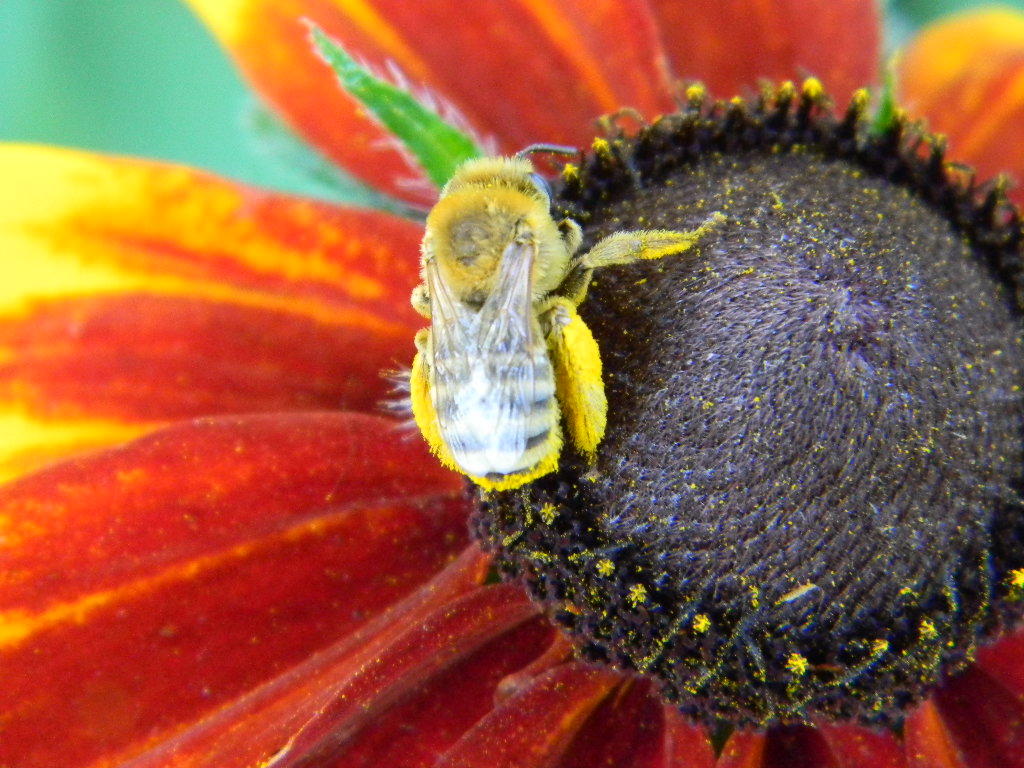 Bees, Birds, Berries, and Blooms!: Beee..utiful