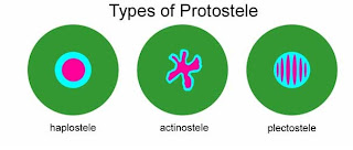 All AbOut Biology: Stele