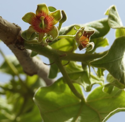 MEDECINE TRADITIONNELLE ANCESTRALE 2i: Sterculia setigera