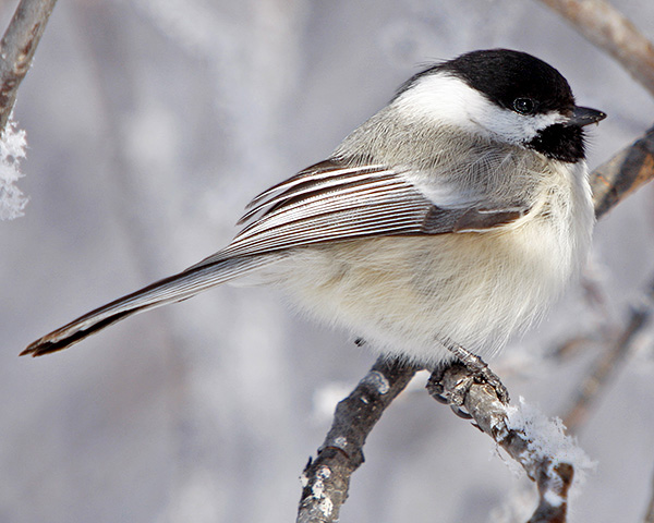 De mar a mar. Las aves oficiales de Canadá.