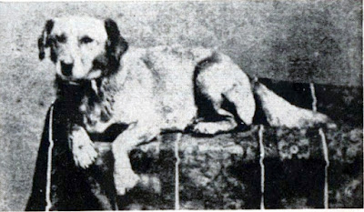 The Digital Research Library of Illinois History Journal™ : The ...