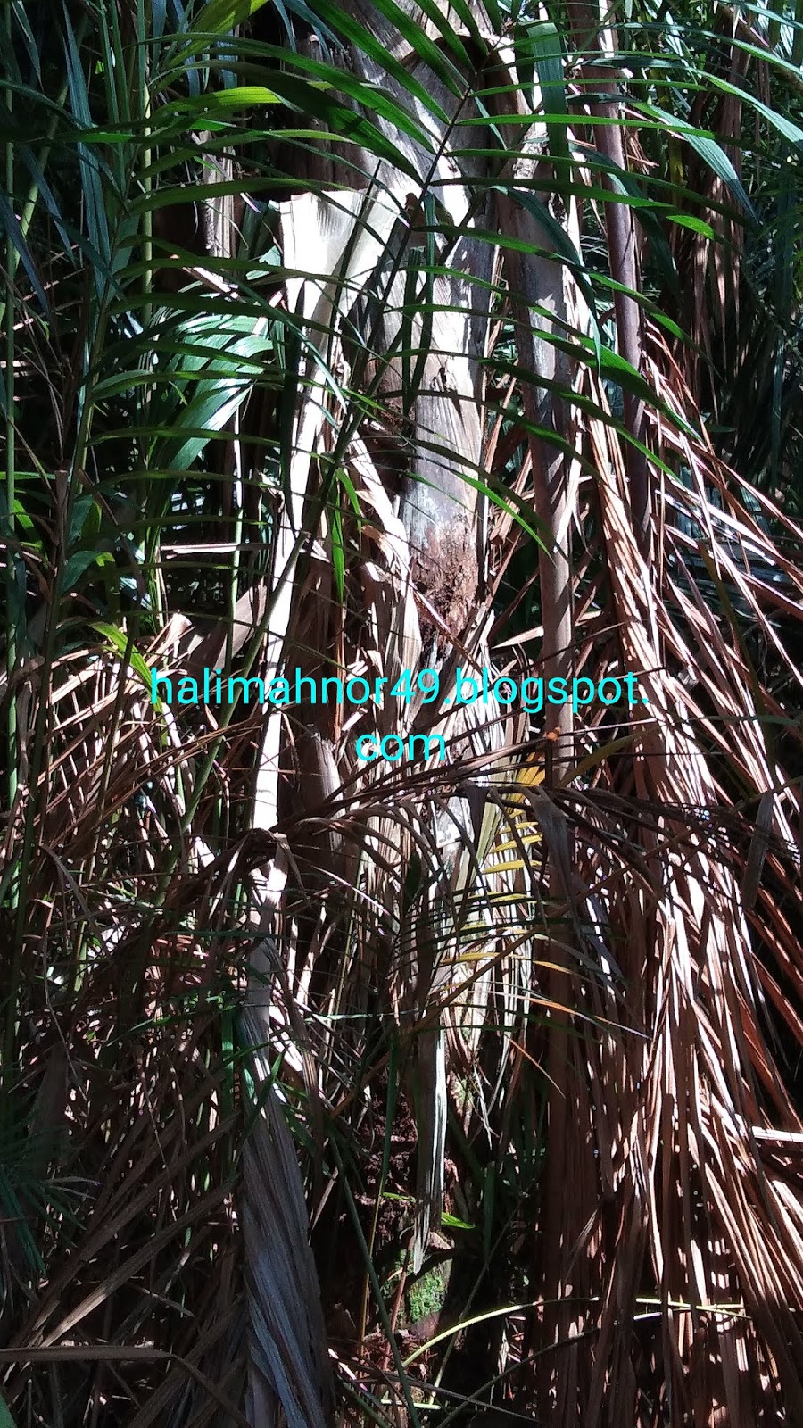 Khas dan Budaya Daerah Kalimantan: Manfaat Pohon Rumbia (Pohon Sagu ...