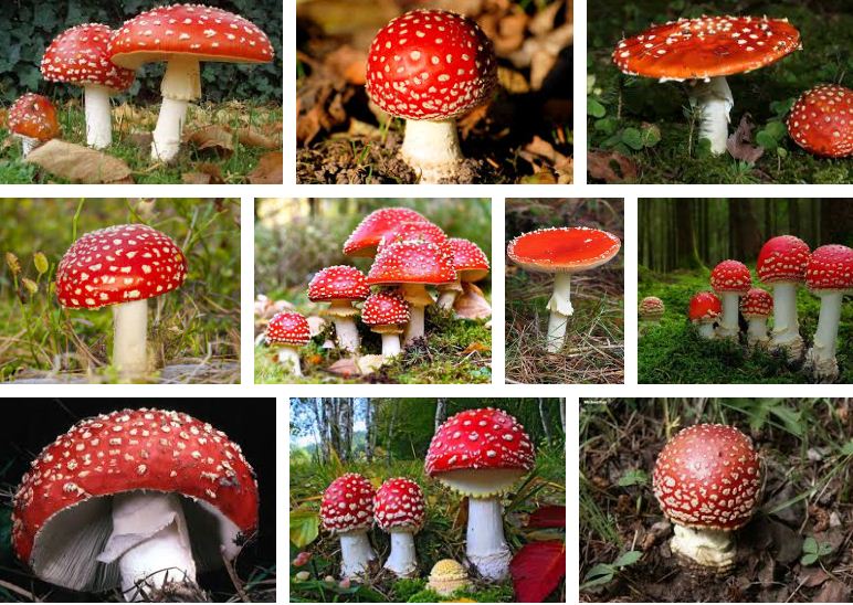 Perhatikan beberapa spesies jamur berikut.