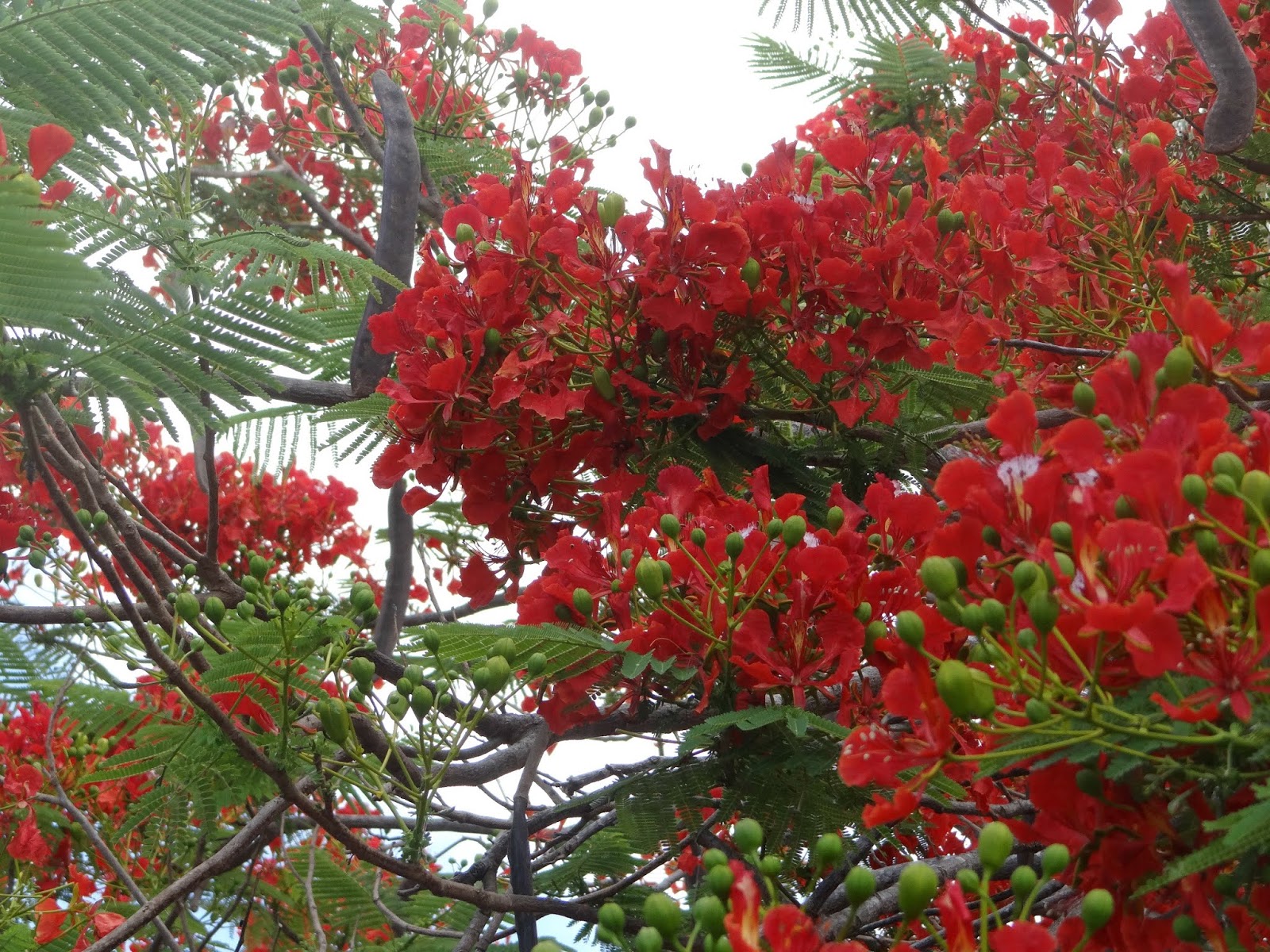 Jenny of ELEFANTZ: Third time lucky?