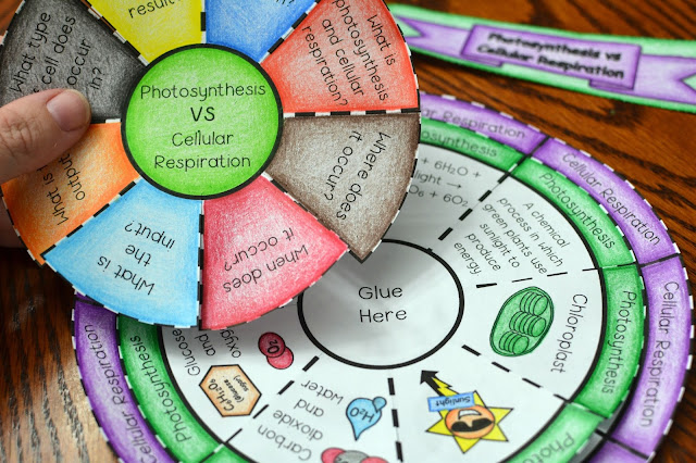 Math in Demand: Photosynthesis vs Cellular Respiration Wheel Foldable
