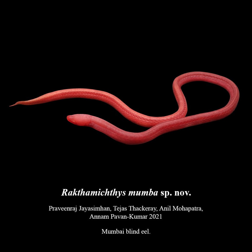 Species New to Science: [Ichthyology • 2021] Rakthamichthys mumba • A ...