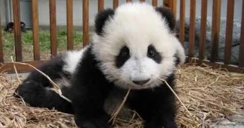 El Osito Panda de Chapultepec | FERIA REGIONAL DE LA CALABAZA