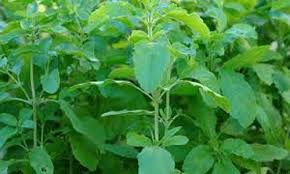 Leesha Nursery Garden - Live with Plants: Buy Medicinal plant ...