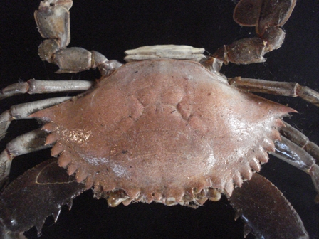 COLEÇÃO DE CONCHAS: COLEÇÃO DE CRUSTÁCEOS