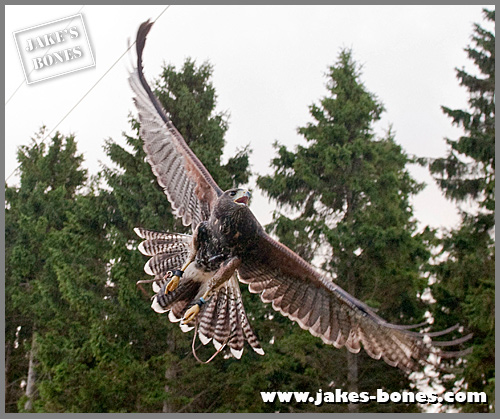 Learning how to handle a Harris Hawk : Jake's Bones