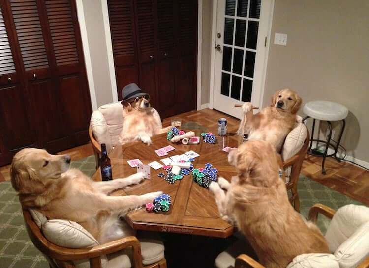 Top 10 Golden Retrievers Memes