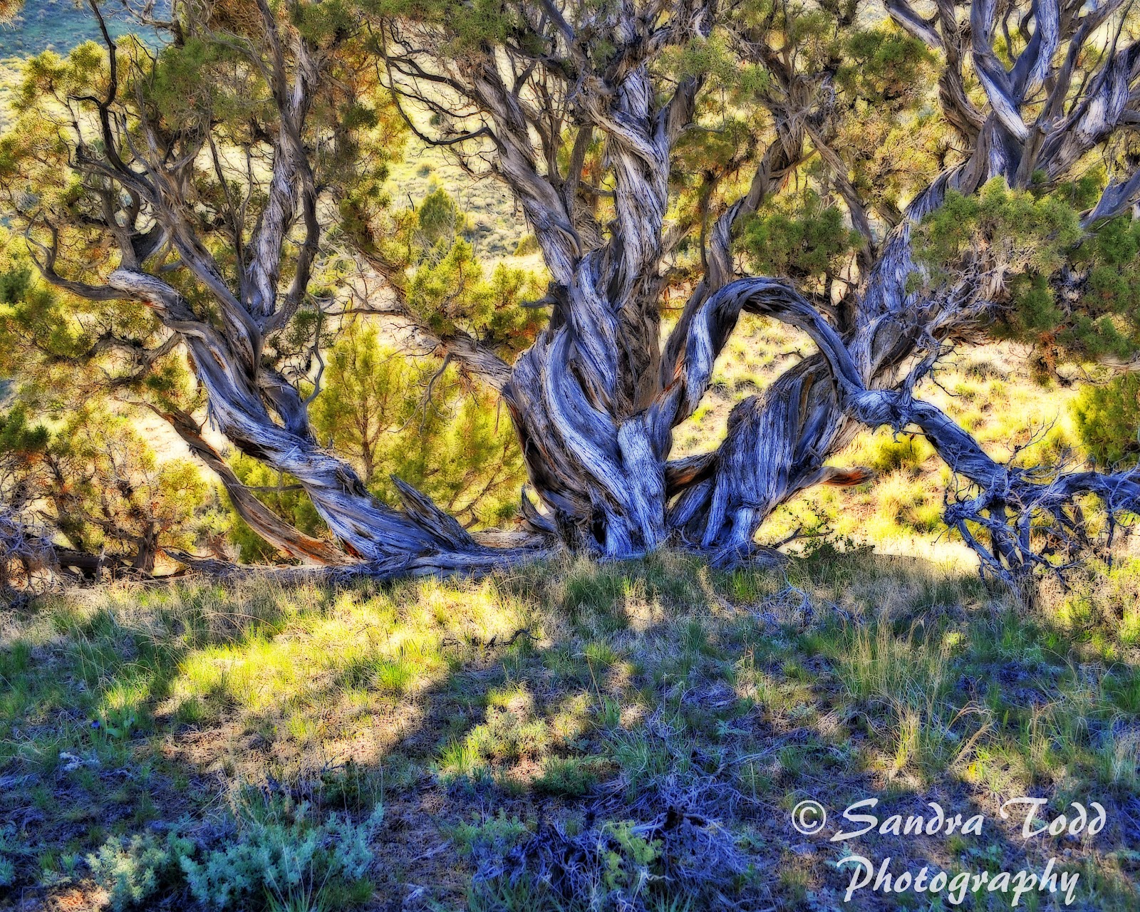 Sandra Todd Photography: Cedar Tree