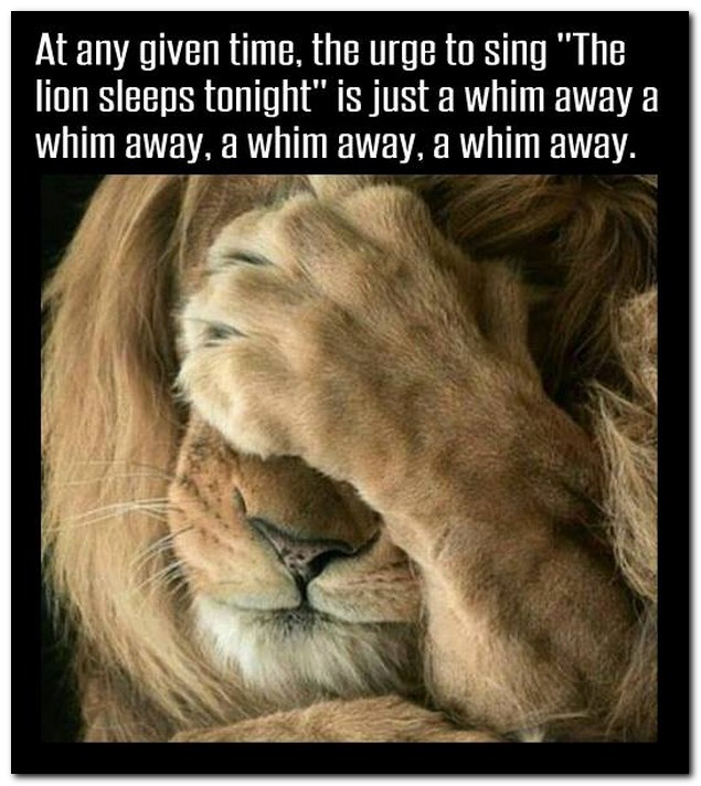 Puns and word play - 100 images