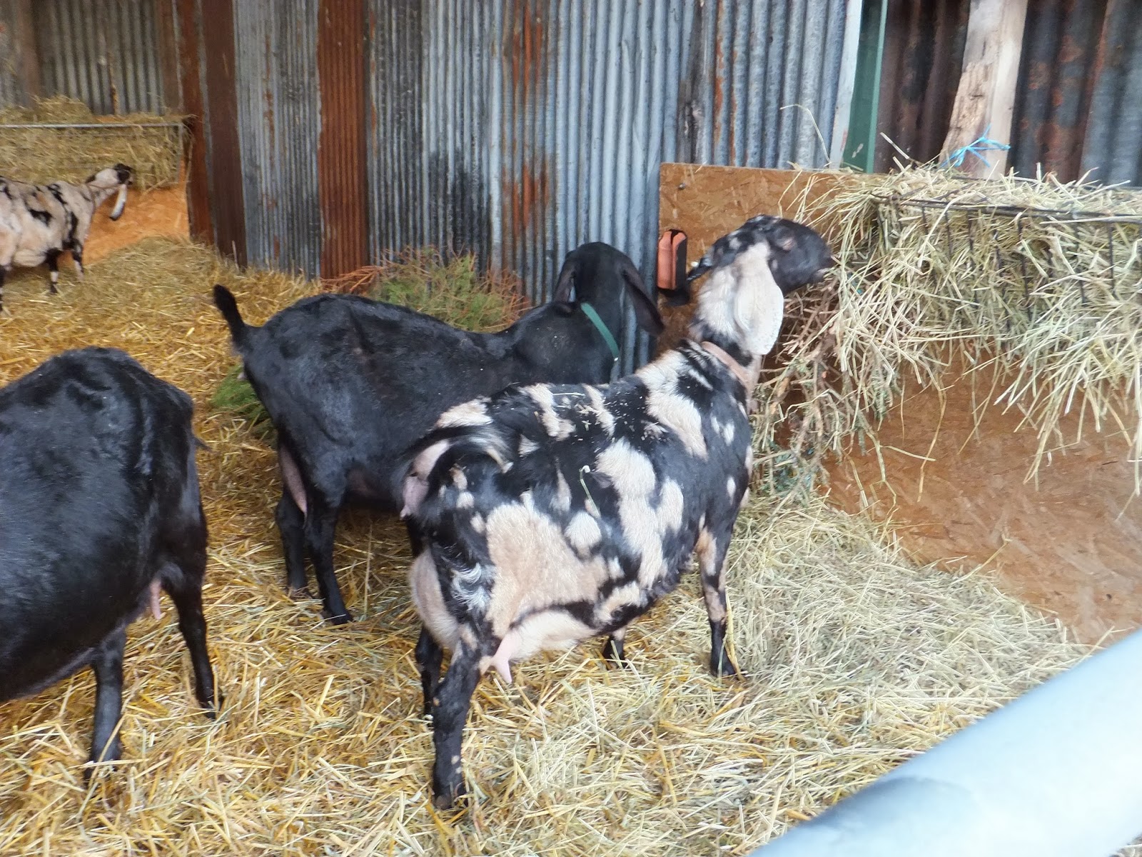 Bure Valley Farm