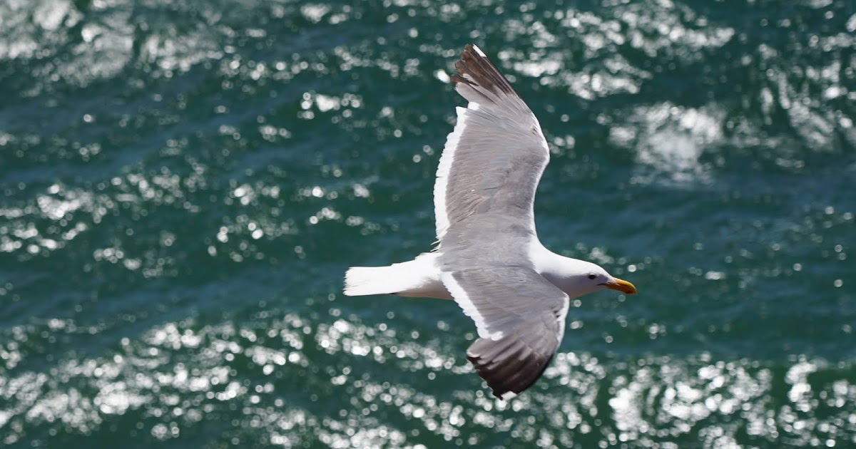 "Albatross around your neck" nghĩa là gì?