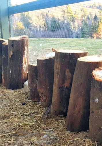 How to Winterize your Chicken Run - Fresh Eggs Daily® with Lisa Steele