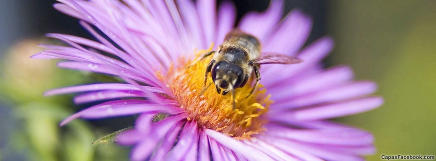 20 Buenas Portadas de Insectos - Portadas Facebook (XXXI) - Funeek ...