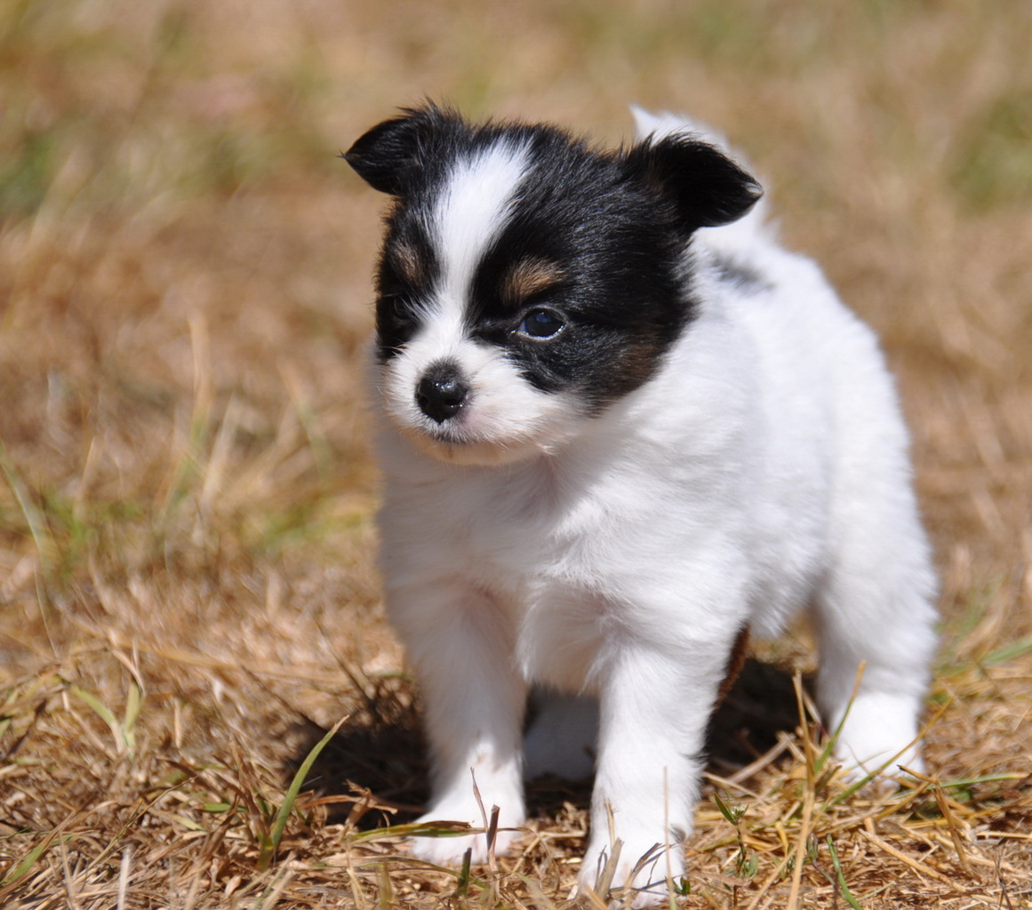 Road's End Papillons : 4 Weeks old Papillon Puppies