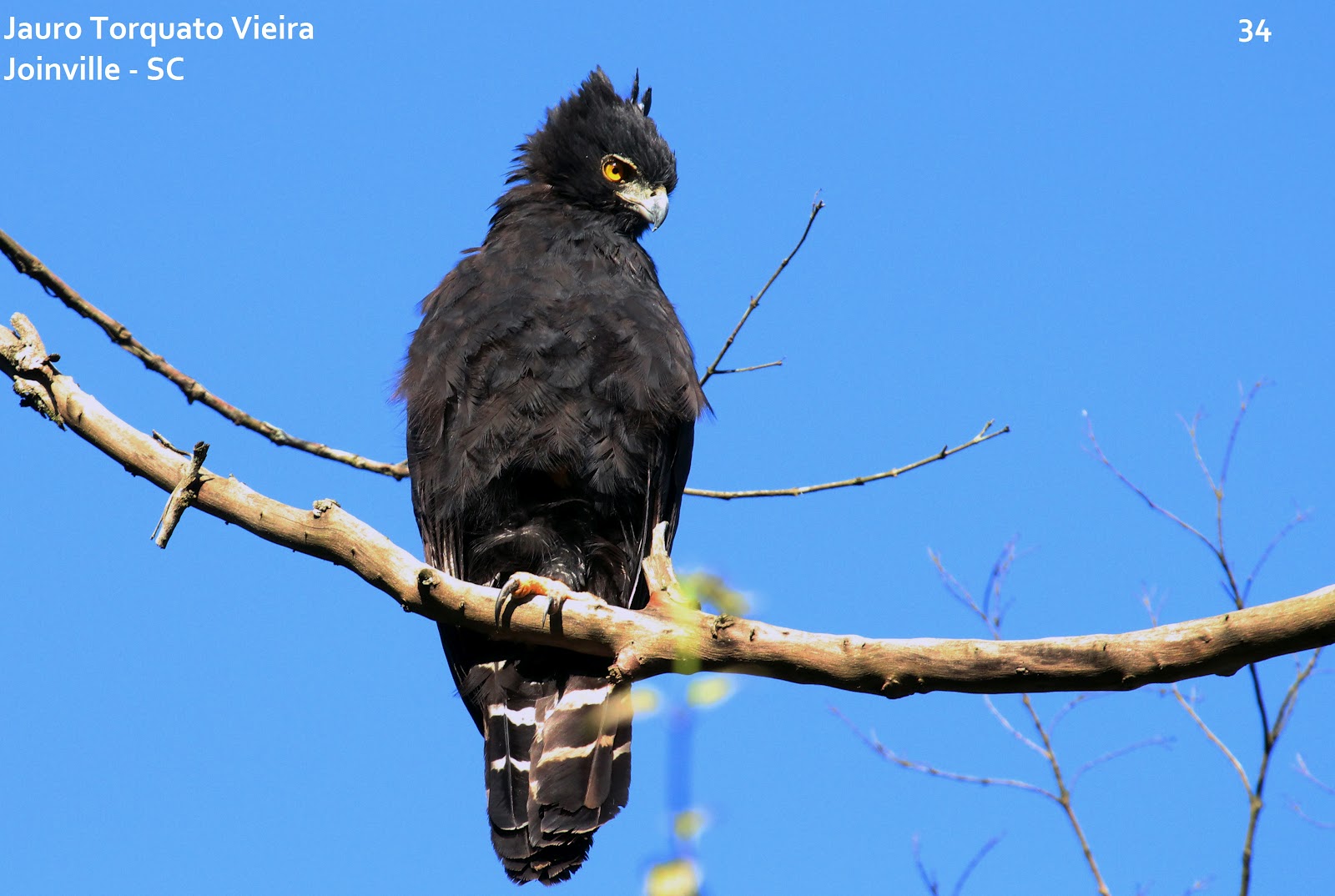 COAMA - Clube dos Observadores de Aves da Mata Atlântica - Joinville ...