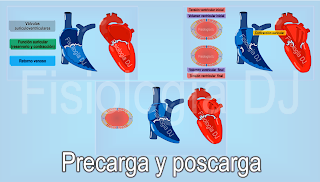 Fisiología DJ: Fisiología: Precarga y poscarga cardíaca