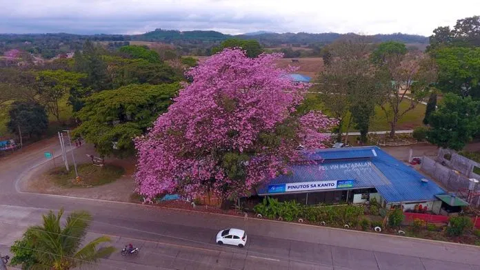 Enjoy these pink tree viewing experience in Bukidnon - Where In Bacolod