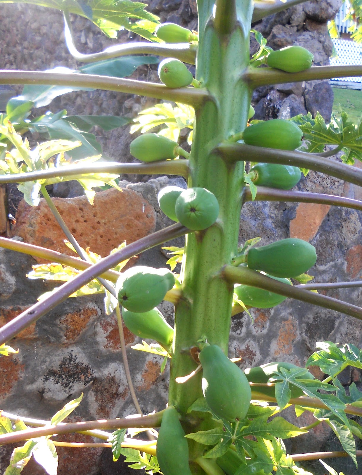 A Kitchen Garden In Kihei Maui Growing A Papaya Plant From A Seed a-kitchen-garden-in-kihei-maui-growing-a-papaya-plant-from-a-seed
