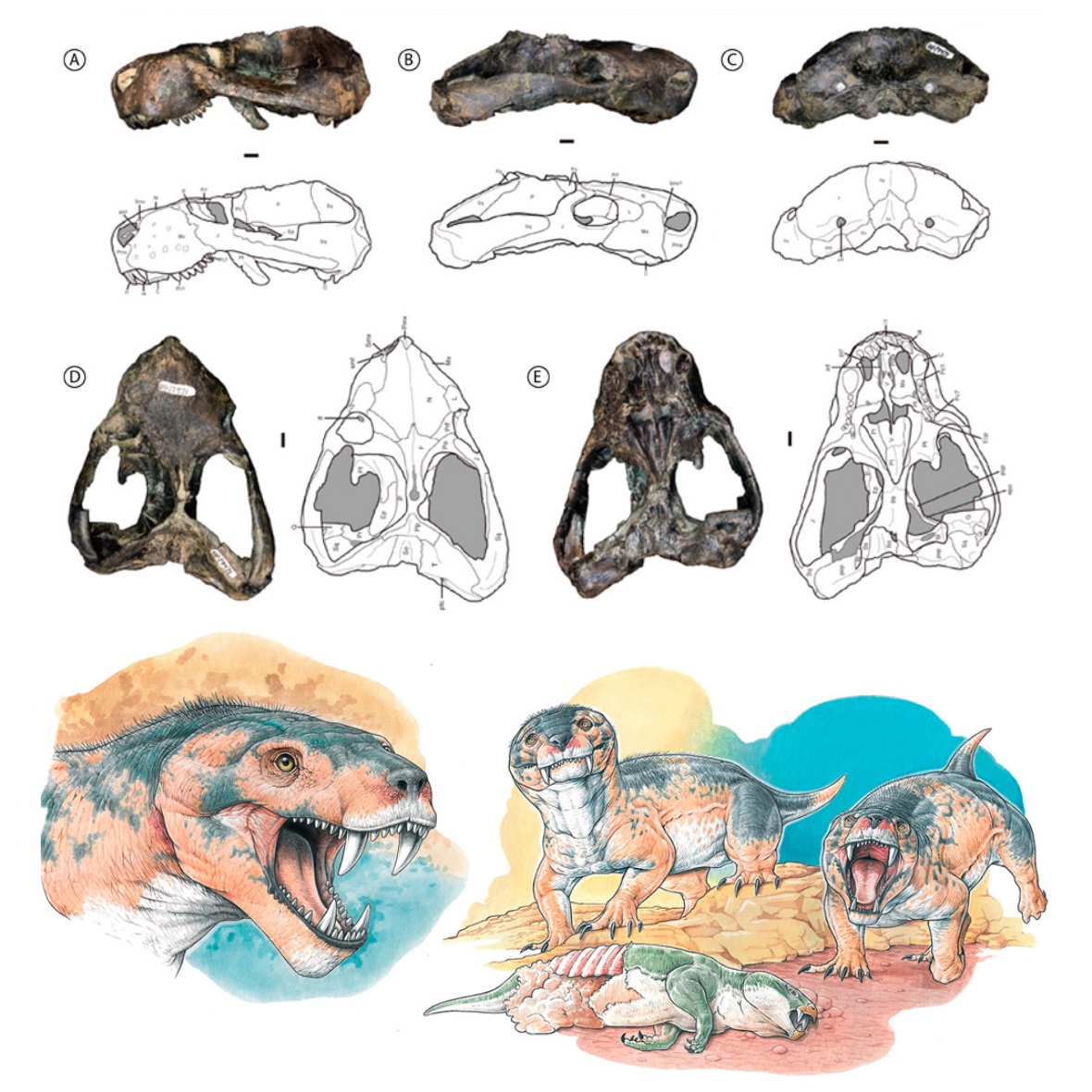 Species New to Science: [Paleontology • 2019] Vetusodon elikhulu • A ...