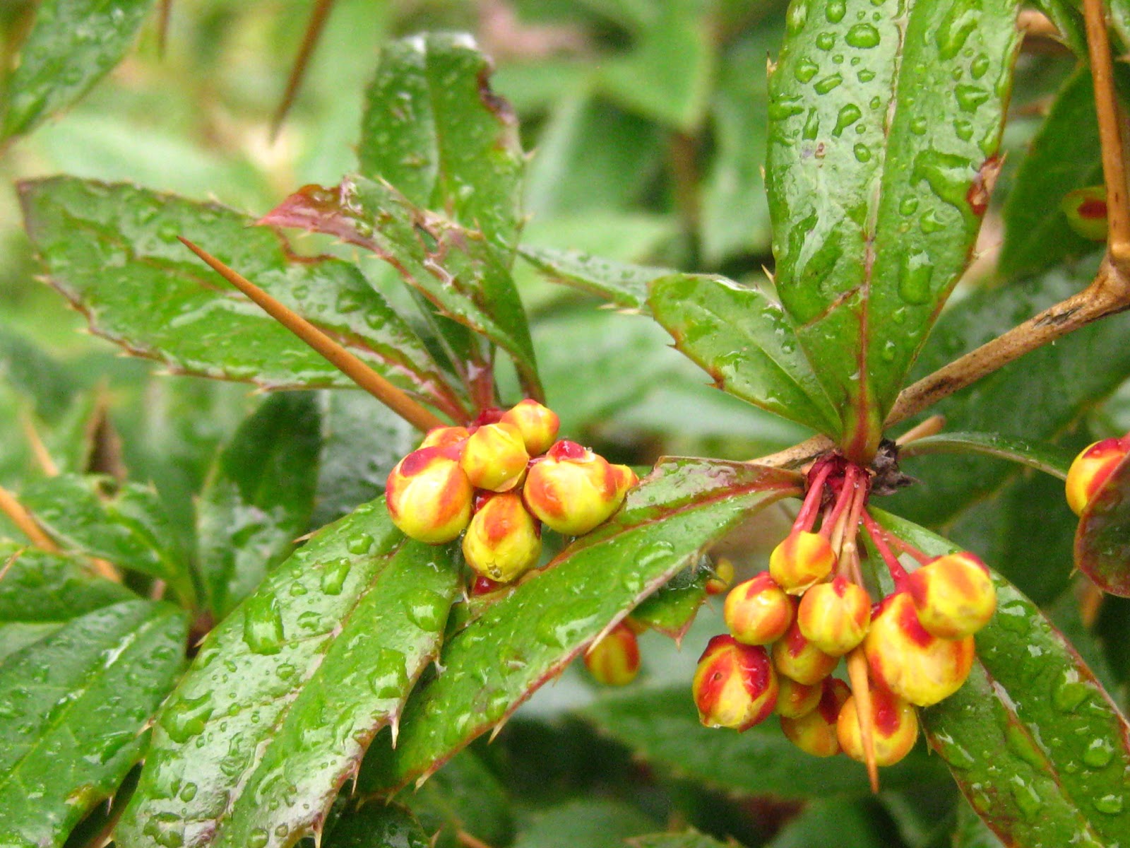 the Arb at South: Berberis verruculosa, Warty barberry