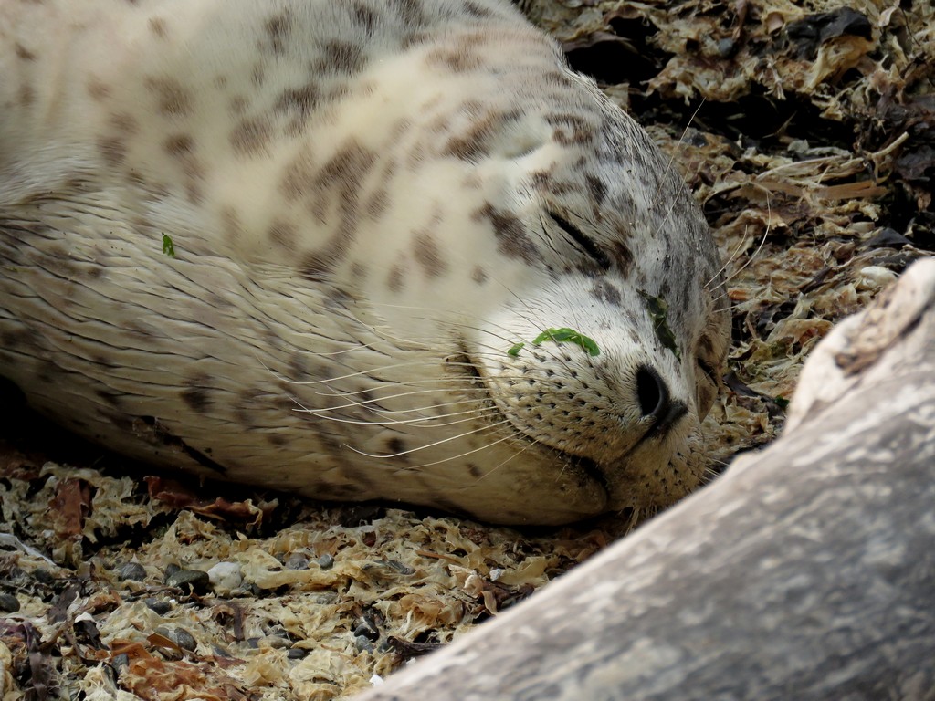 Buzz's Marine Life of Puget Sound: FIRST HARBOR SEAL PUP OF 2017 SEASON ...