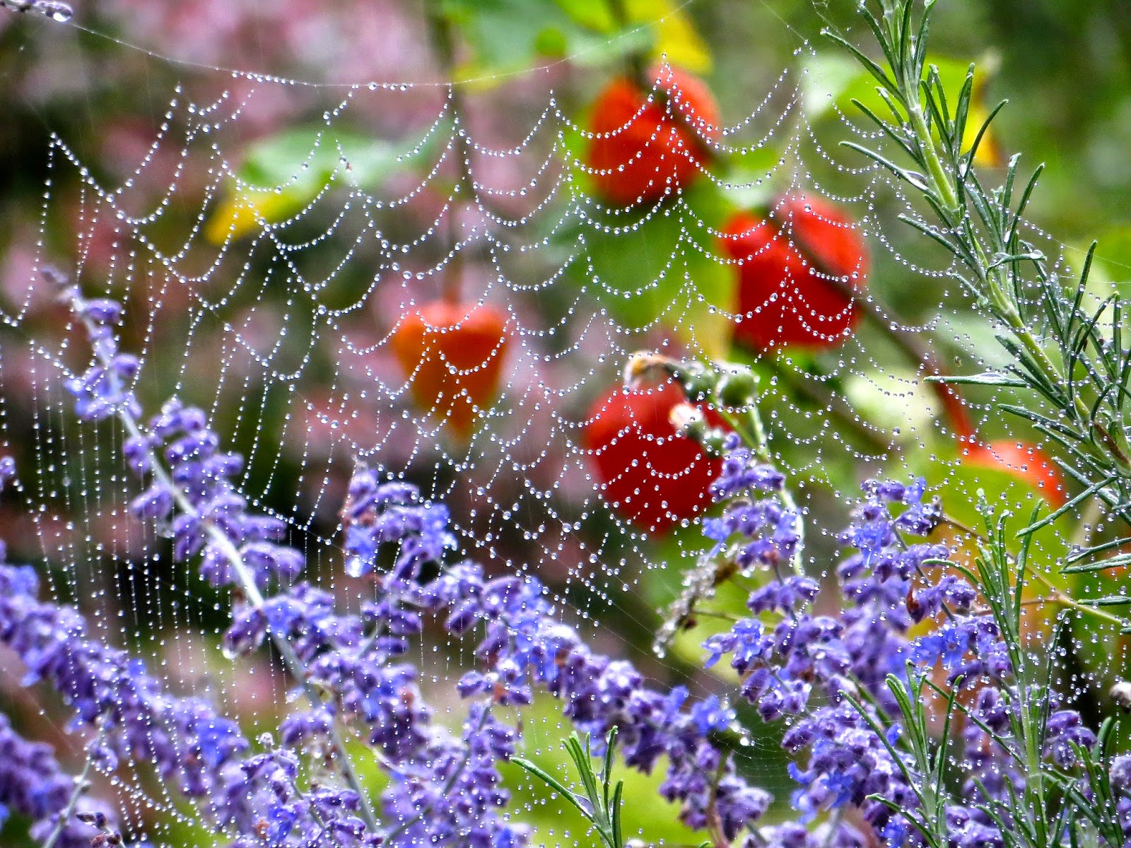 Curiouser and Curiouser: Spiders, spiders everywhere!
