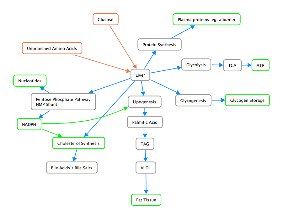 Links for Medical School: Well Fed and Fasting State