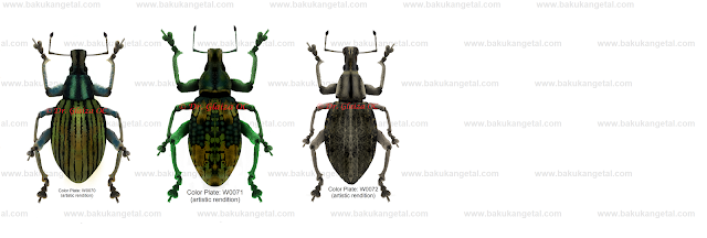 Weevils of the Philippines