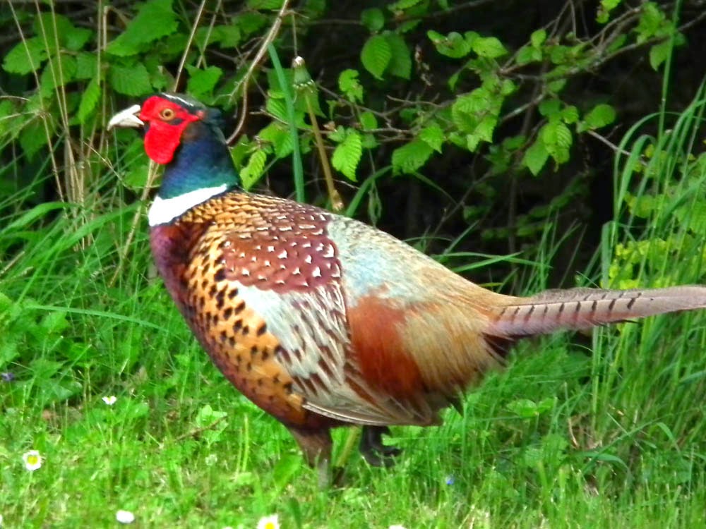 Loire Valley Nature: Ring-necked Pheasant Phasianus colchicus
