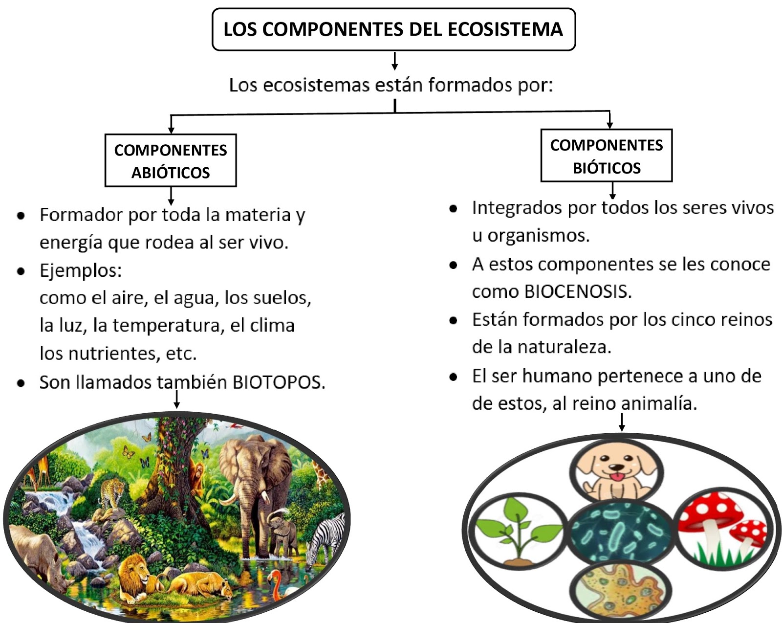 Componentes de un ecosistema y sus partes ABC Fichas