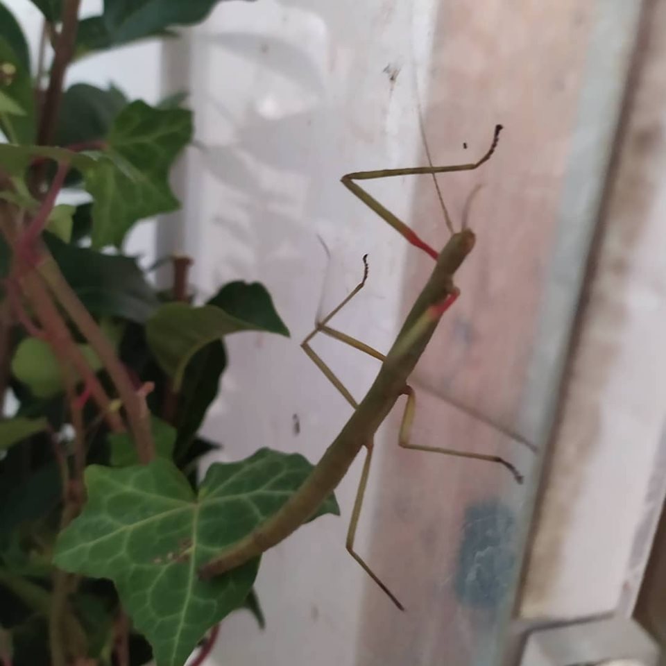 Les phasmes bâton, présentation de l'élevage. | Mam'o naturel