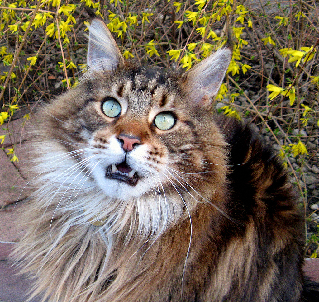 Maine Coon Cats | Cute Cats