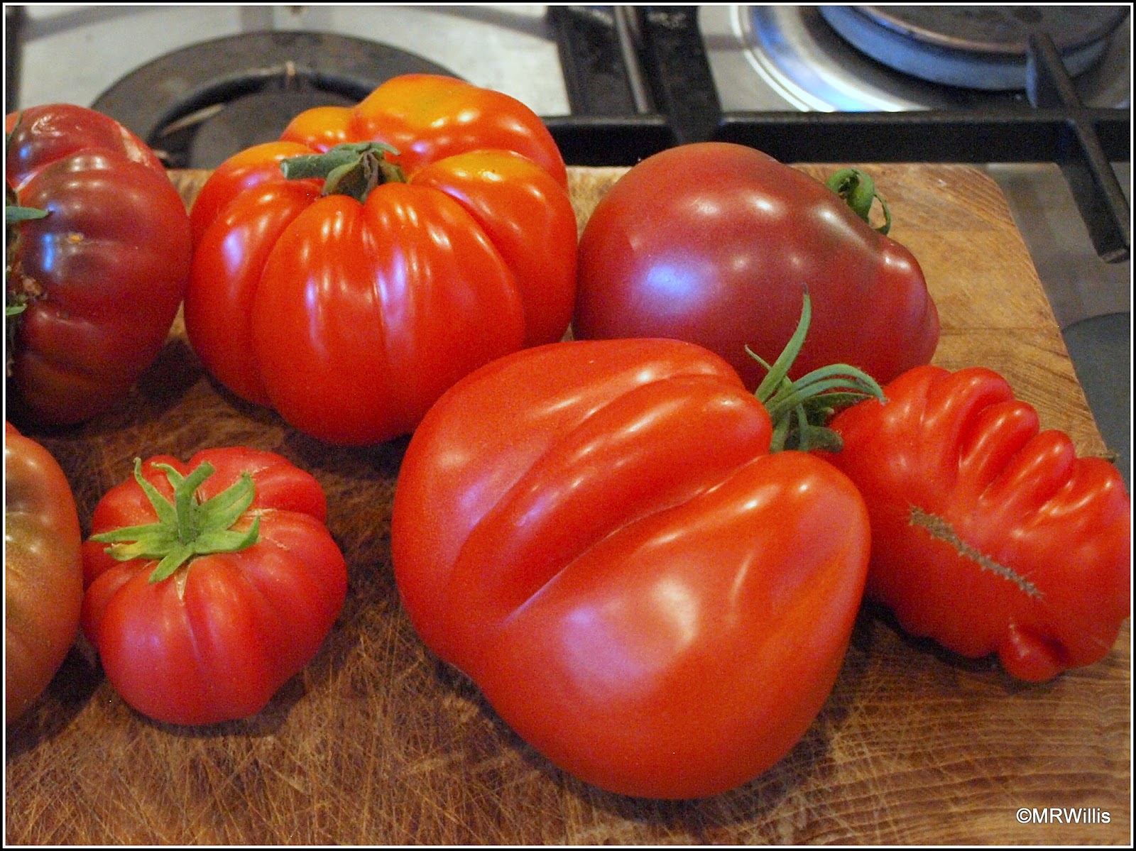 Mark's Veg Plot: Harvesting big tomatoes