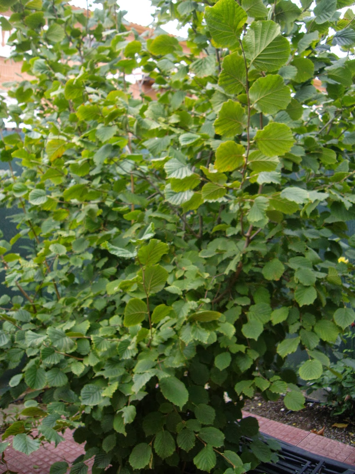 La Mar de VeRde: CORYLUS AVELLANA O AVELLANO