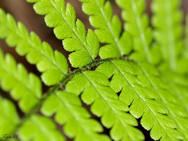 FélixGlez Photoblog: Formas en la naturaleza