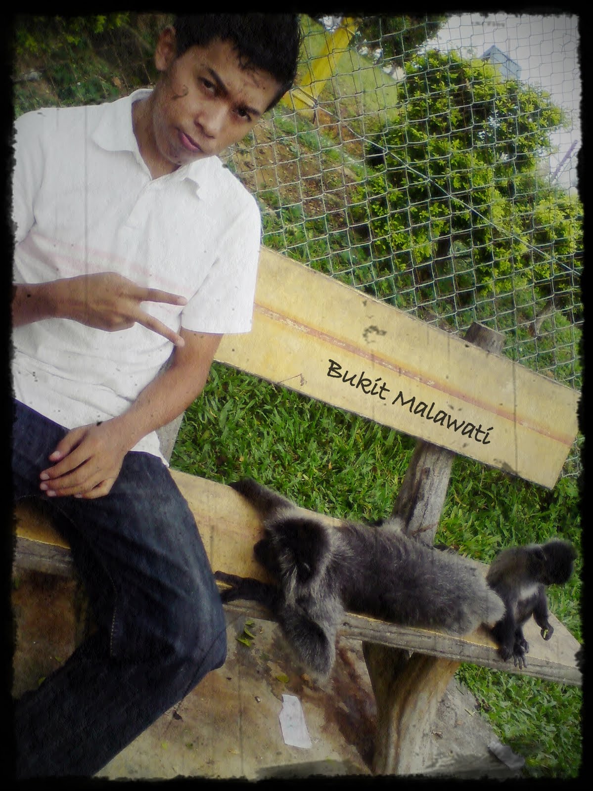 i love animals: A MONKEY LOOK JUST LIKE HUMAN