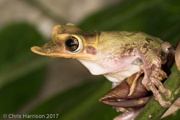 Frog Blog: Yucatecan Casque-headed FrogTriprion petasatus