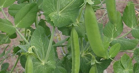 Variety of Life: Pisum